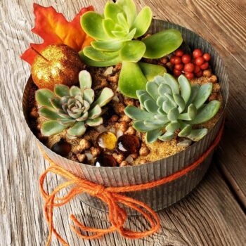 Plant Events | Corks and Canvas Events